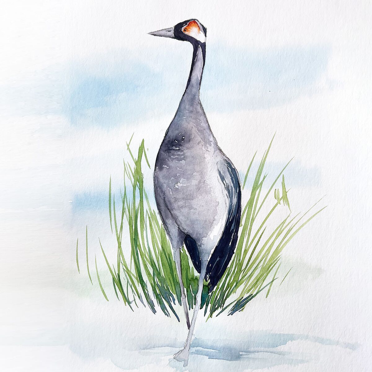 Aquarell: Kranich stehend malen - Malen am Meer®